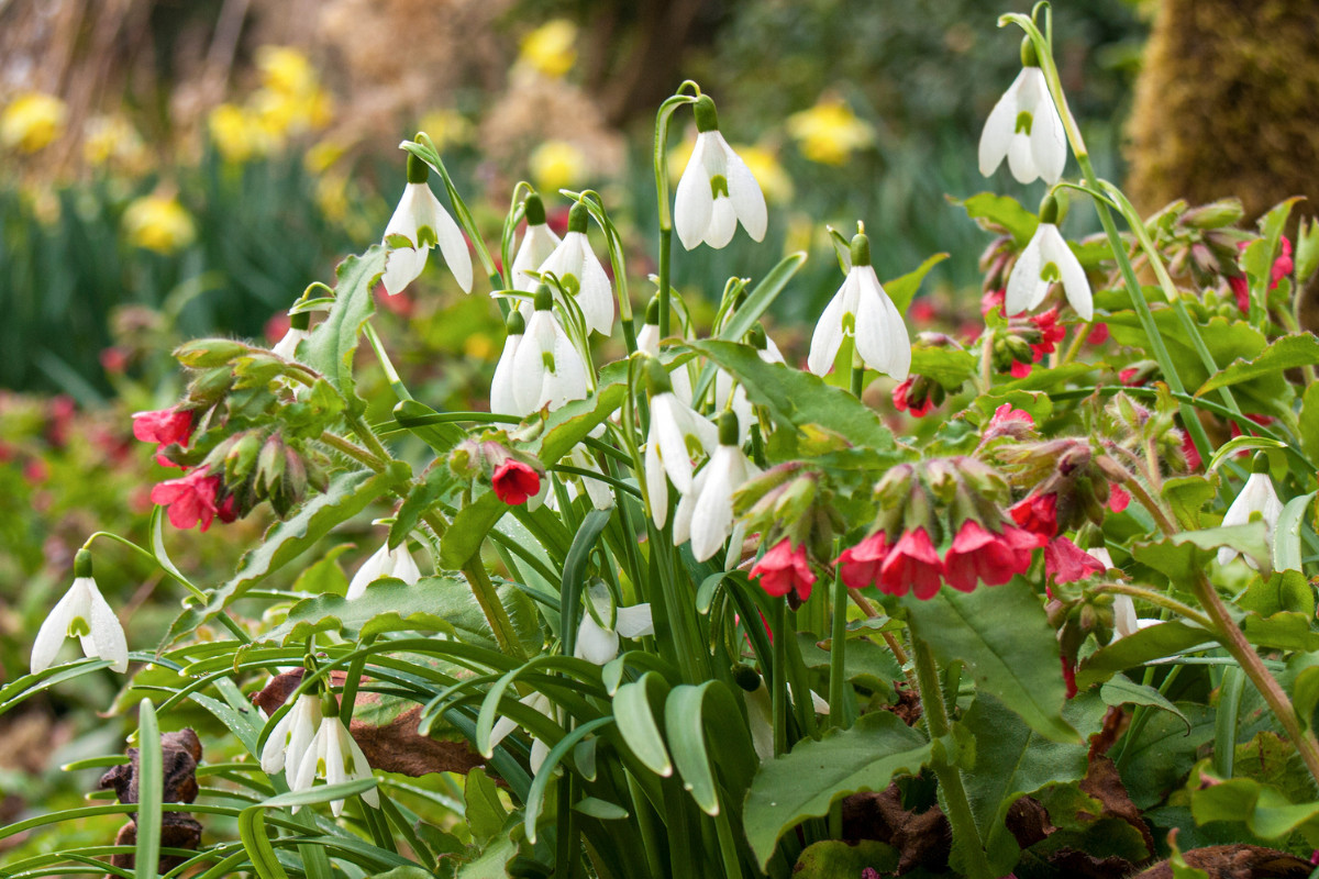 The best early year flowering bulbs - Amateur Gardening