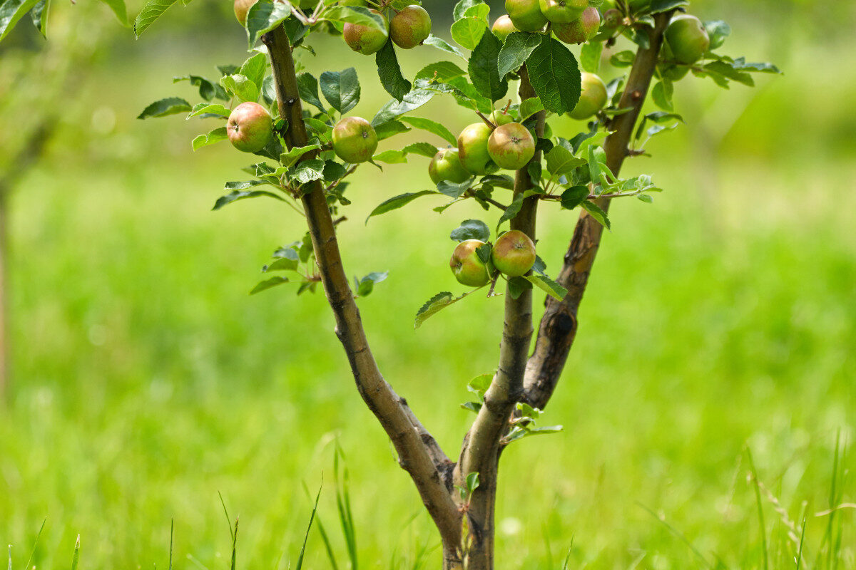 How to grow your own mini orchard - Amateur Gardening