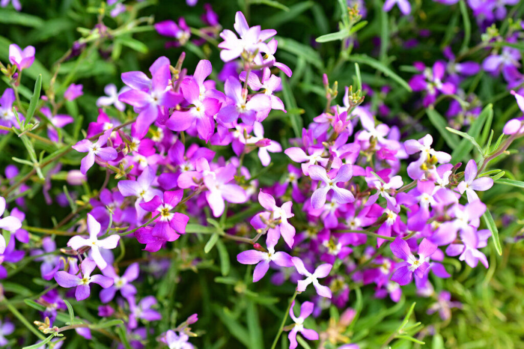 Perfume your evenings with scented stocks - Amateur Gardening