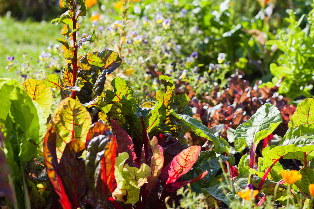 How to grow leafy veg into the autumn - Amateur Gardening