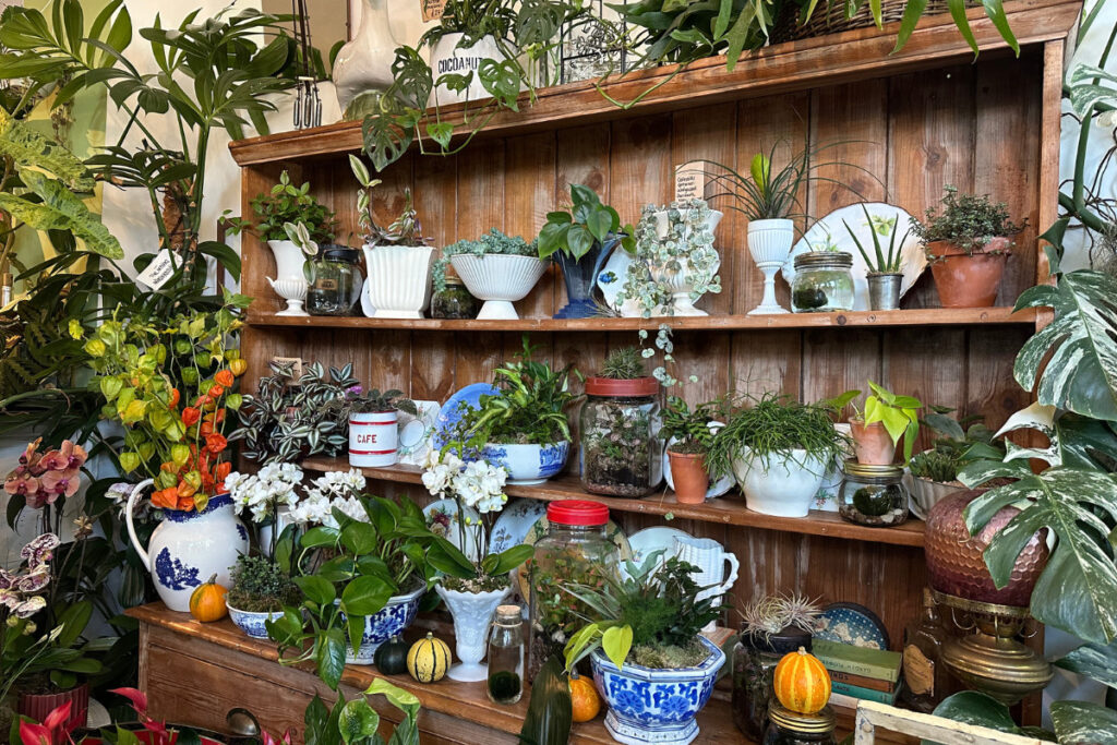 Exciting indoor gardening combinations - Amateur Gardening