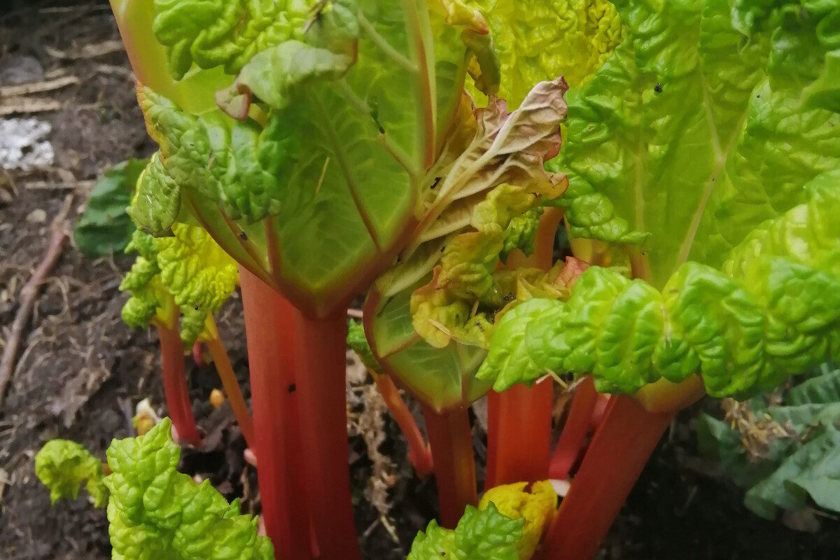 How to embrace the outdoors this Christmas - Amateur Gardening