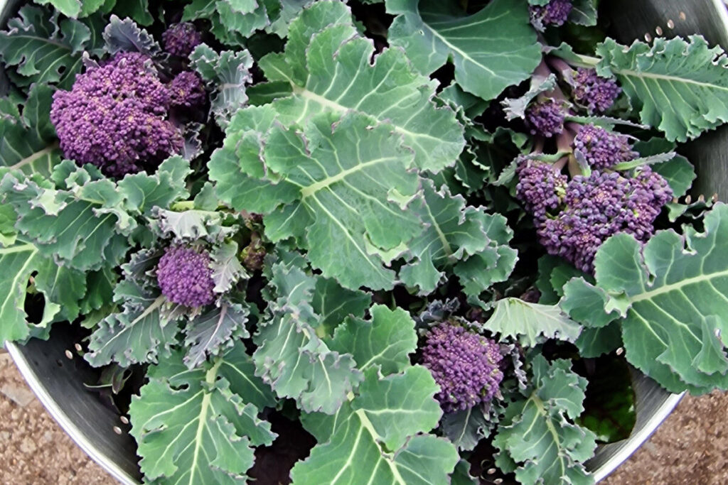 Undercover growing - Amateur Gardening