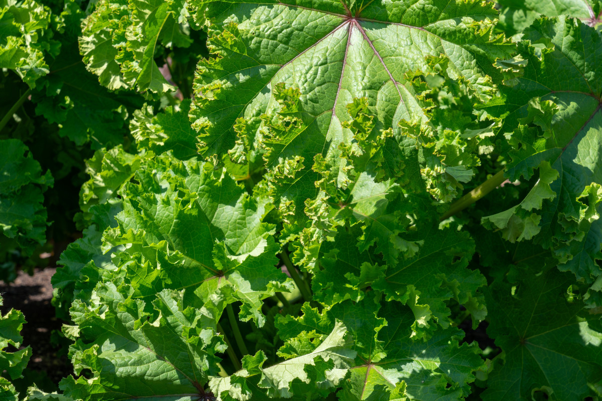 How to have earlier perennial crops, why not try vegetable mallow, and ...