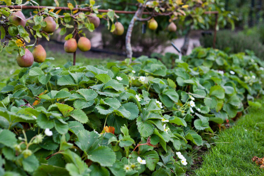 8 terrific trees for tiny spaces - Amateur Gardening