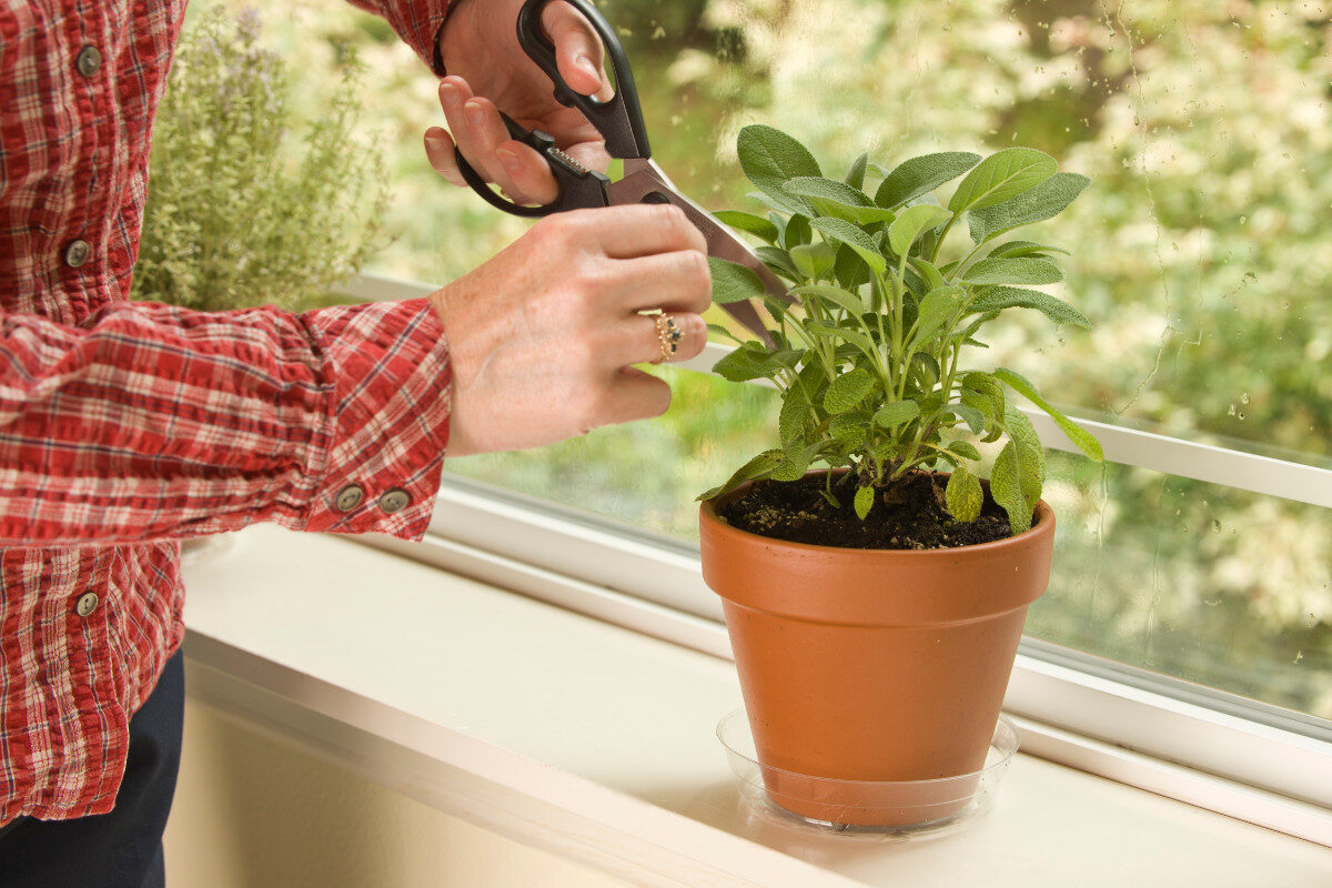 How to grow and use sage - Amateur Gardening