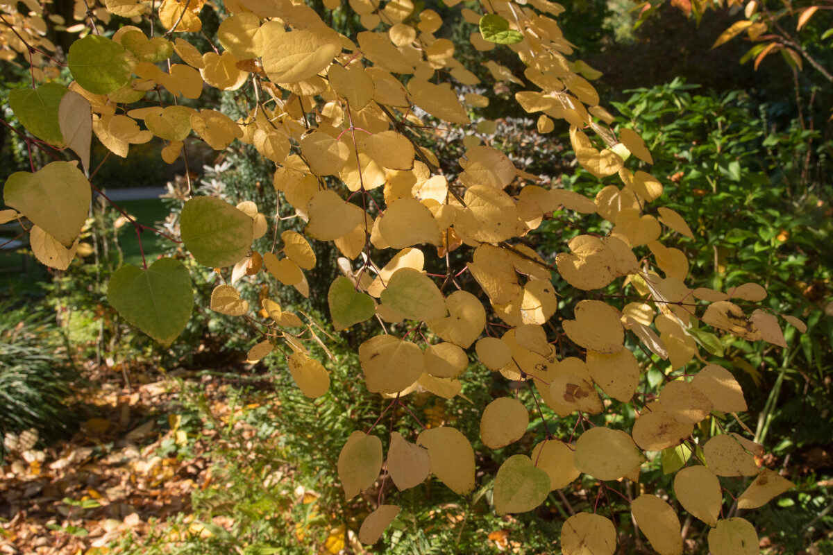 8 terrific trees for tiny spaces - Amateur Gardening