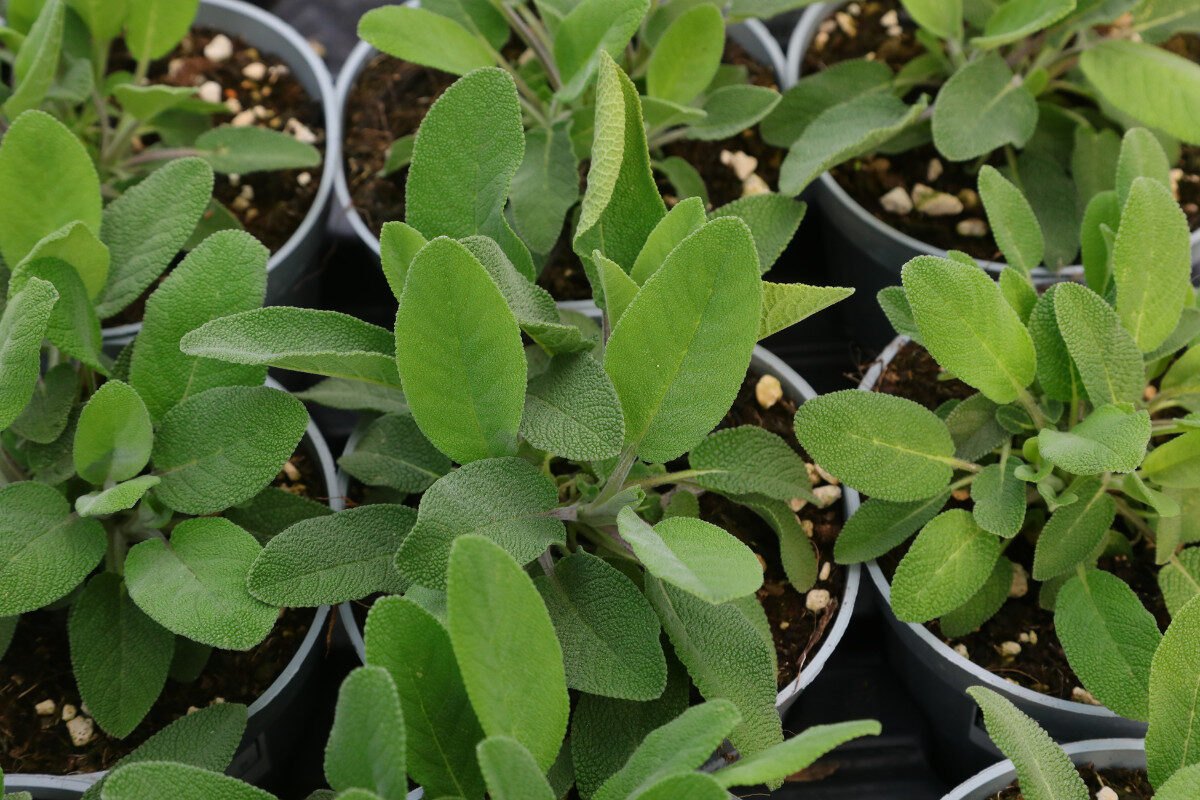 How to grow and use sage - Amateur Gardening