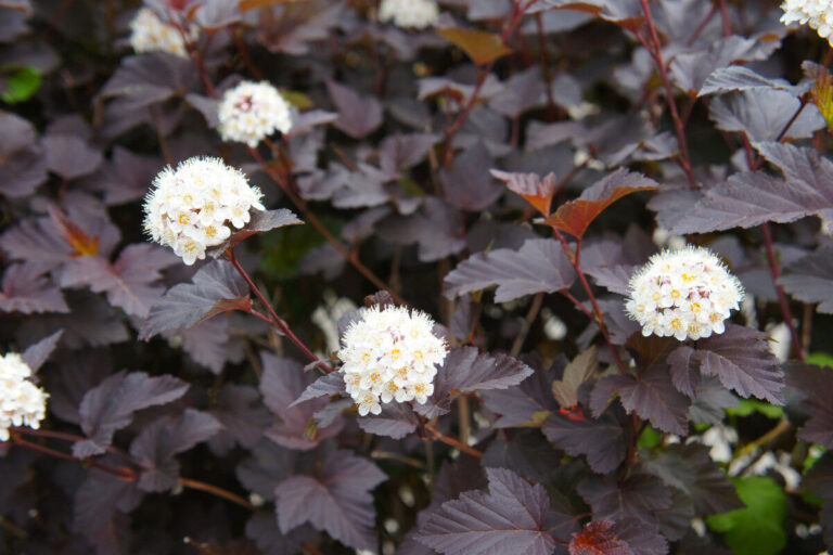 The best compact shrubs for compact spaces - Amateur Gardening