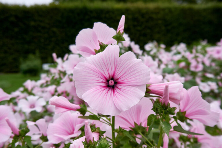 Perfume your evenings with scented stocks - Amateur Gardening