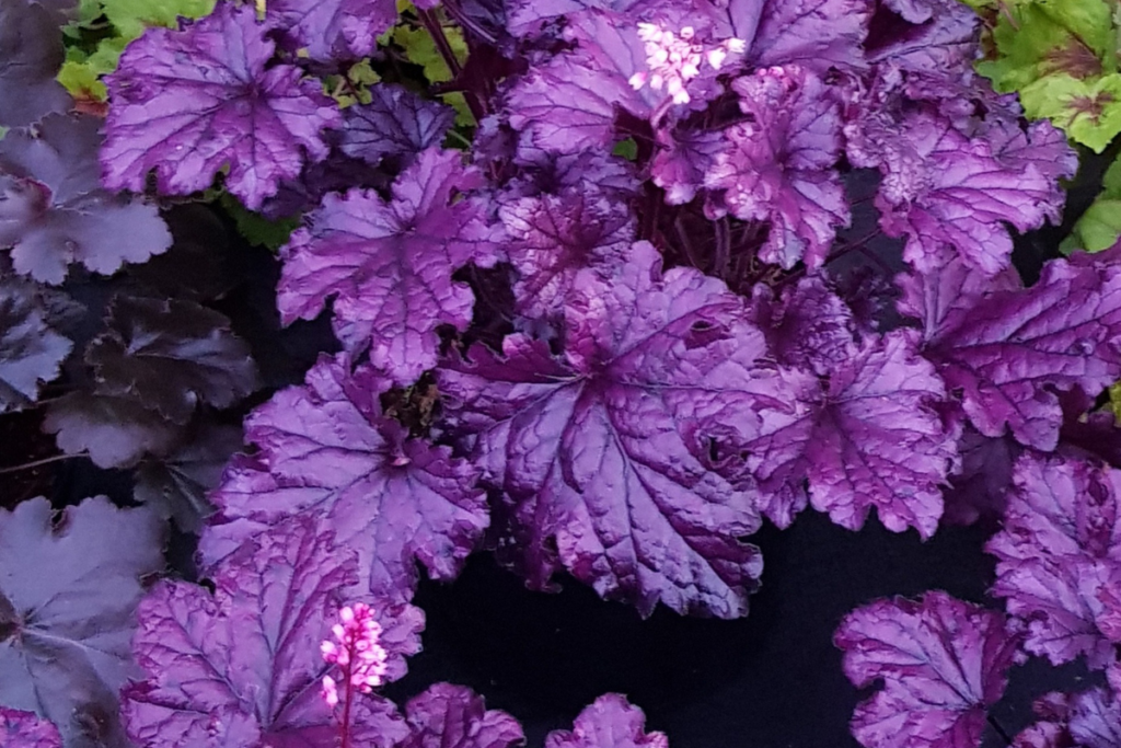 Find out more about the Heuchera family - Amateur Gardening