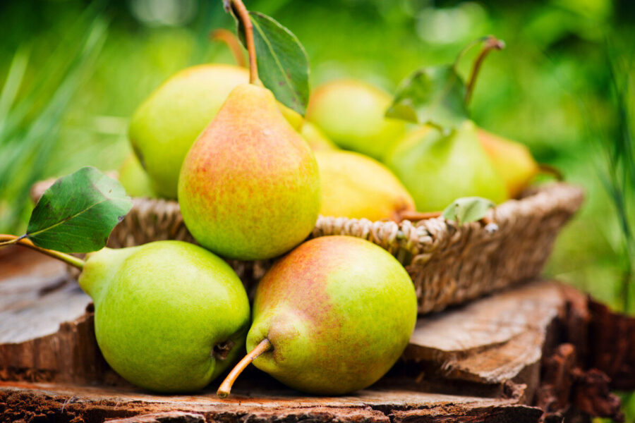 How to grow perfect pears - Amateur Gardening