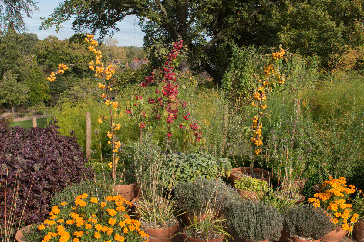 8 terrific trees for tiny spaces - Amateur Gardening