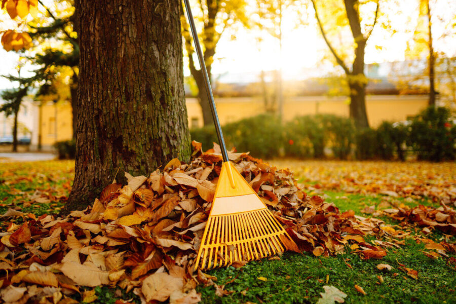 How the natural world gets set for winter - Amateur Gardening