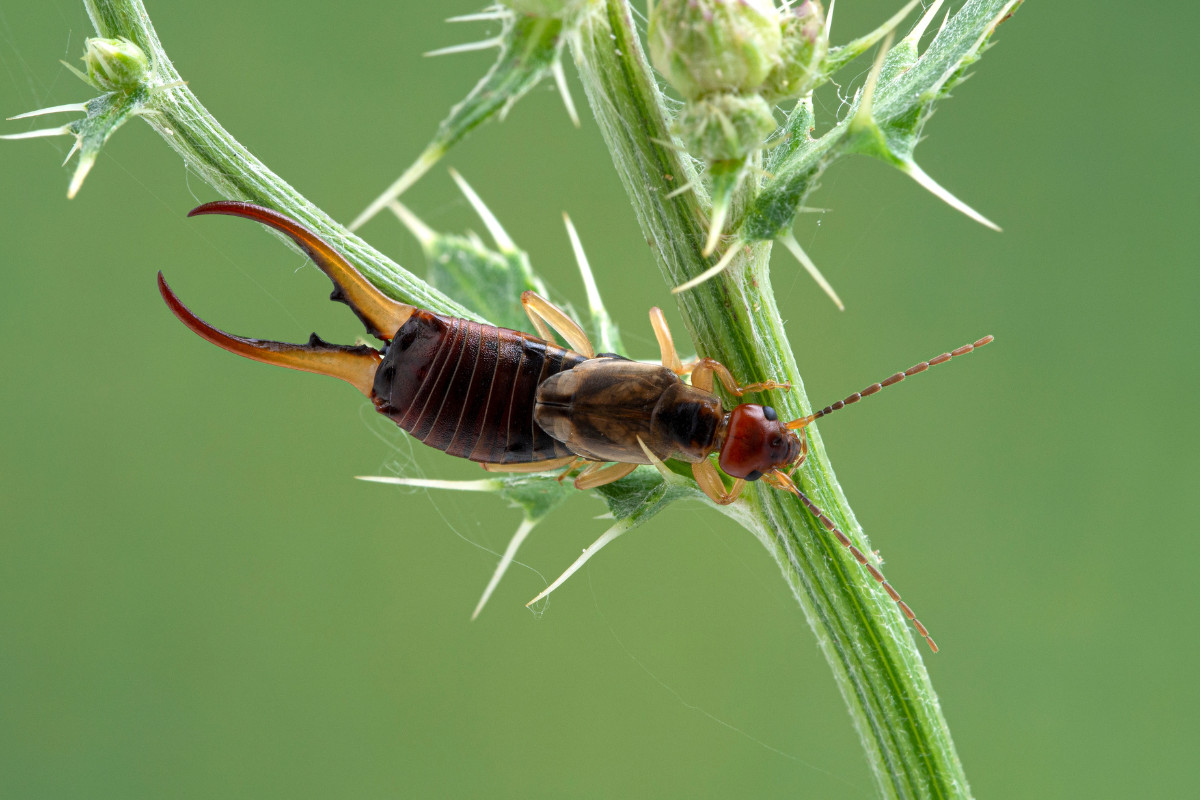 Getting to know earwigs - Amateur Gardening