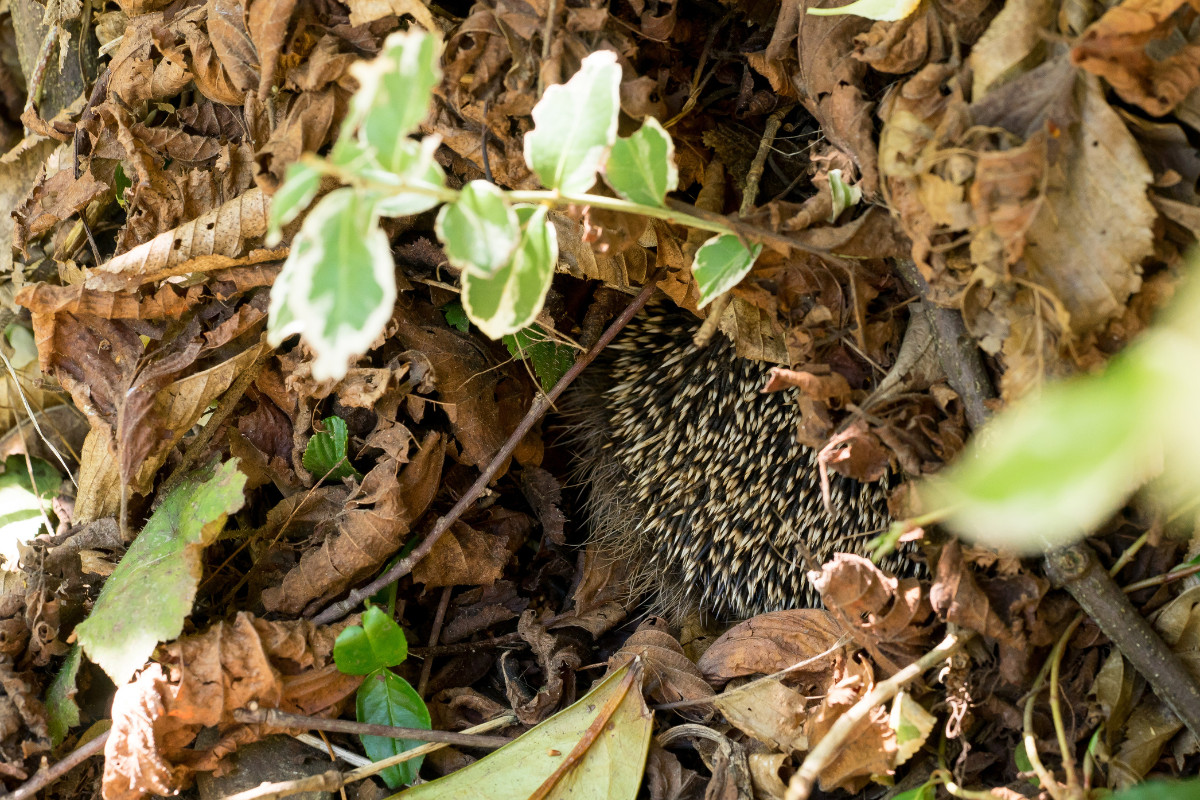 Helping hedgehogs - Amateur Gardening
