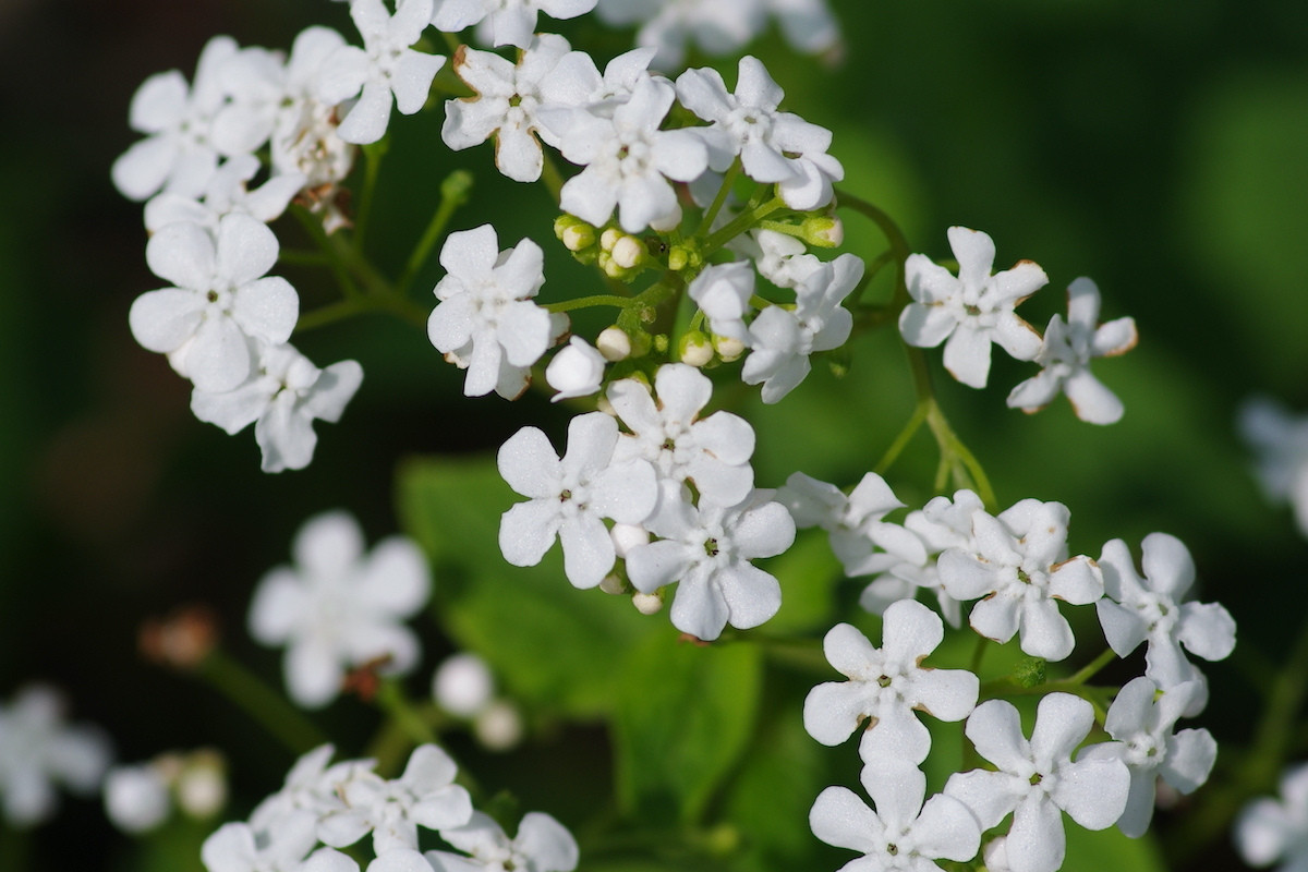 5 of the best brunnera - Amateur Gardening