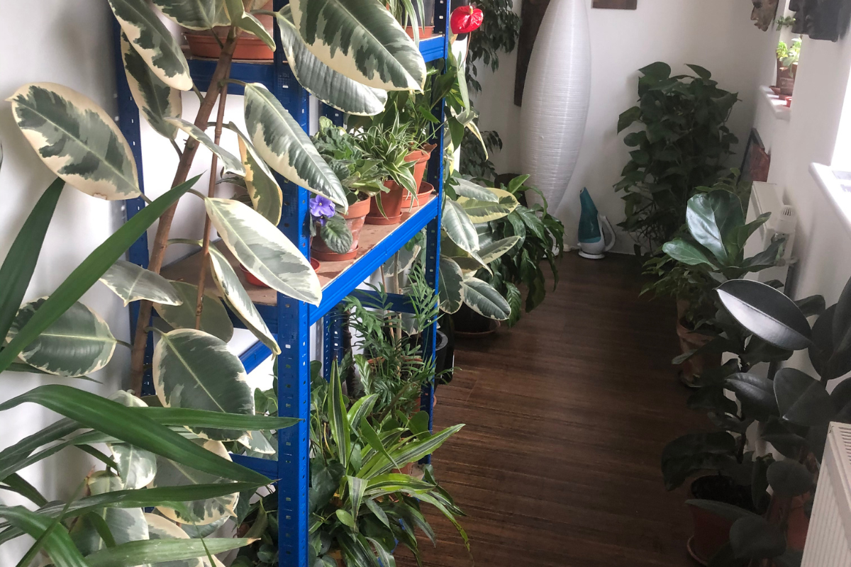 How to prepare your indoor garden for spring - Amateur Gardening