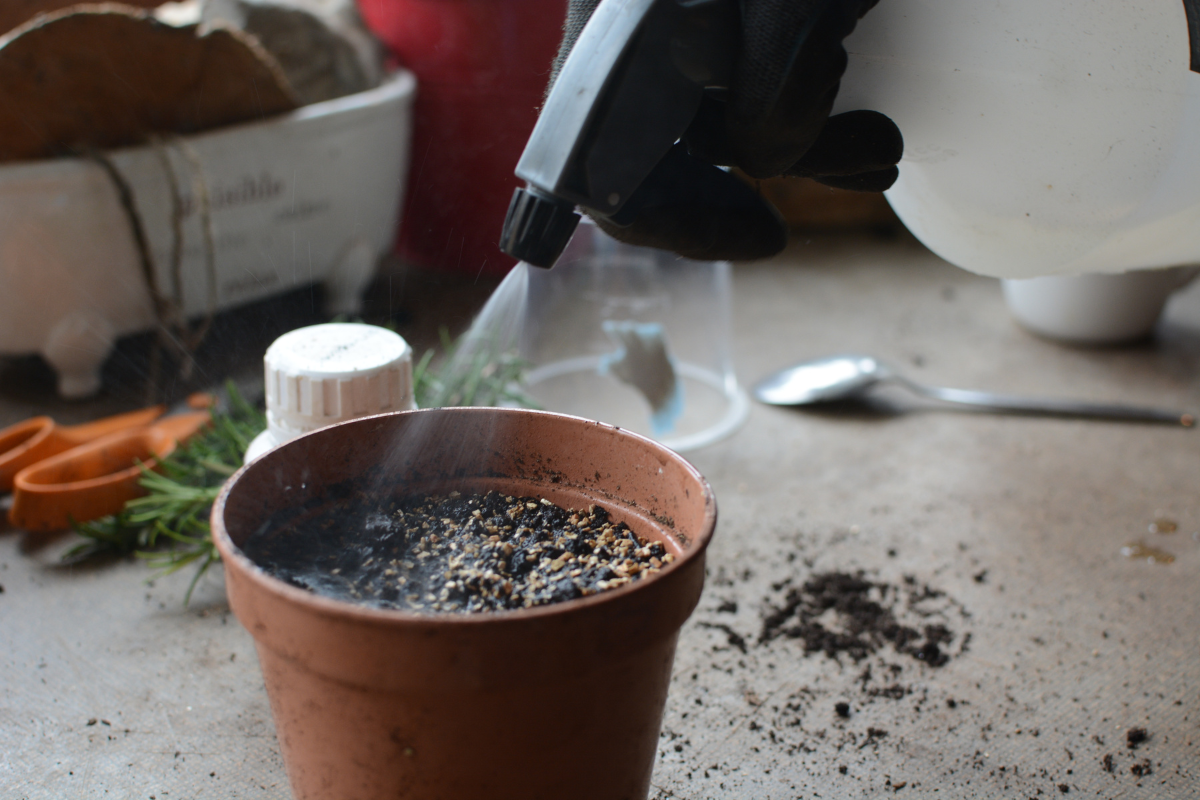 How to make more herbs for free - Amateur Gardening