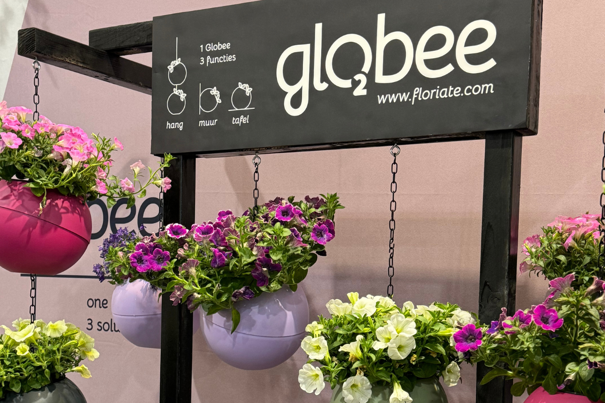 Six exciting new plants coming soon to the UK - Amateur Gardening