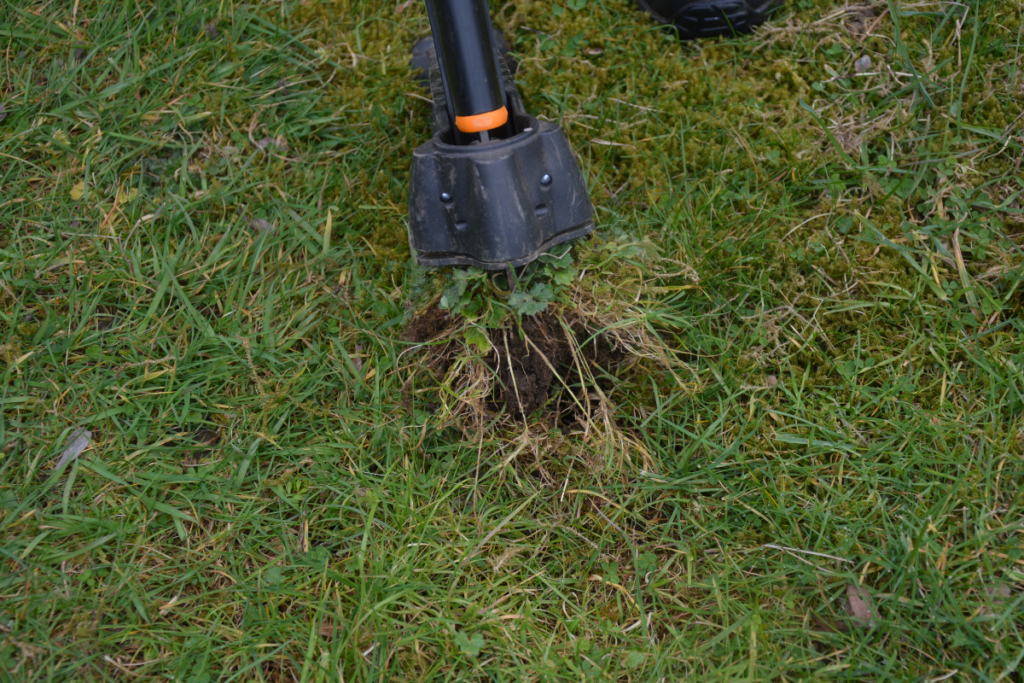 How to repair the lawn after winter - Amateur Gardening