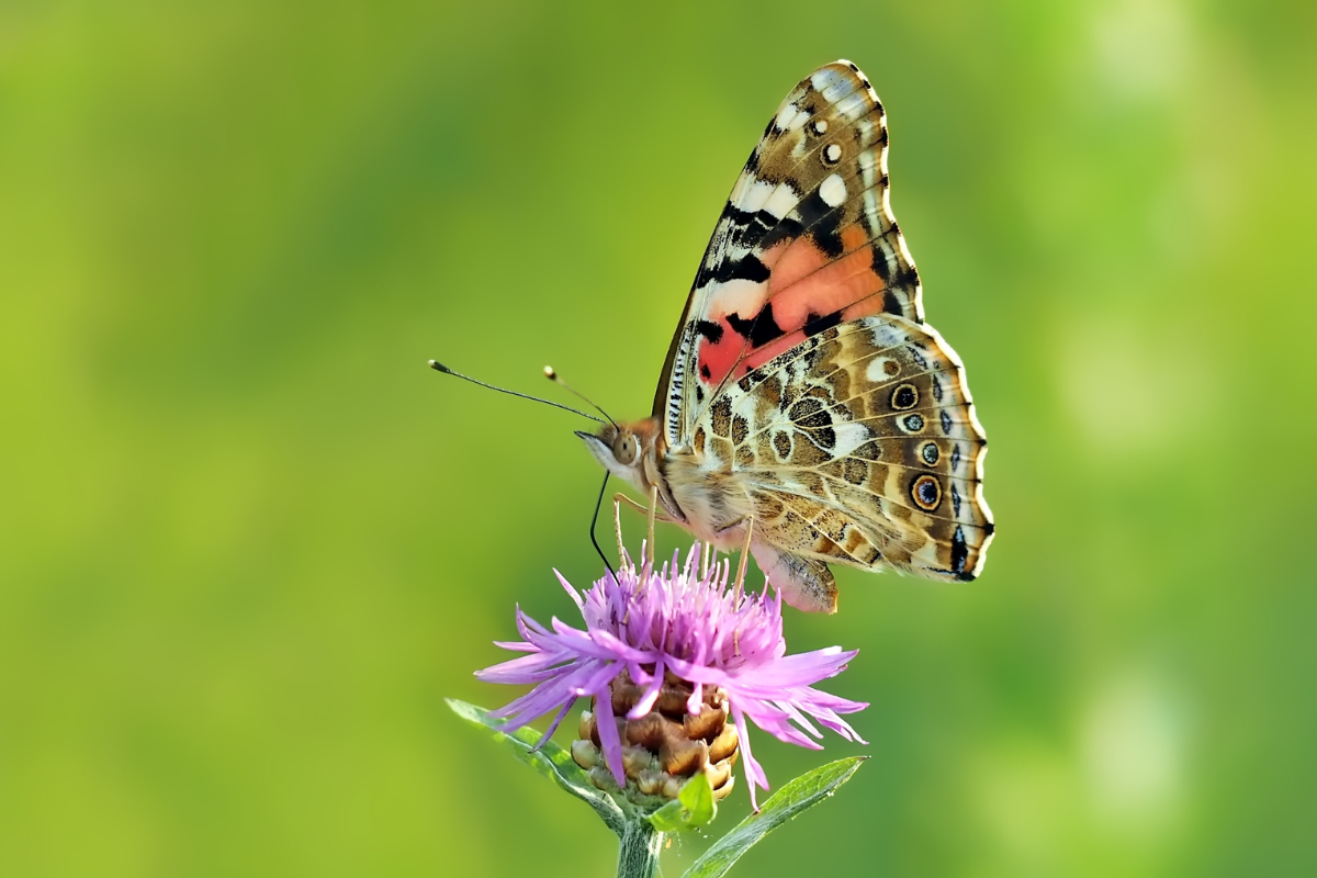 Getting to know – the painted lady butterfly - Amateur Gardening