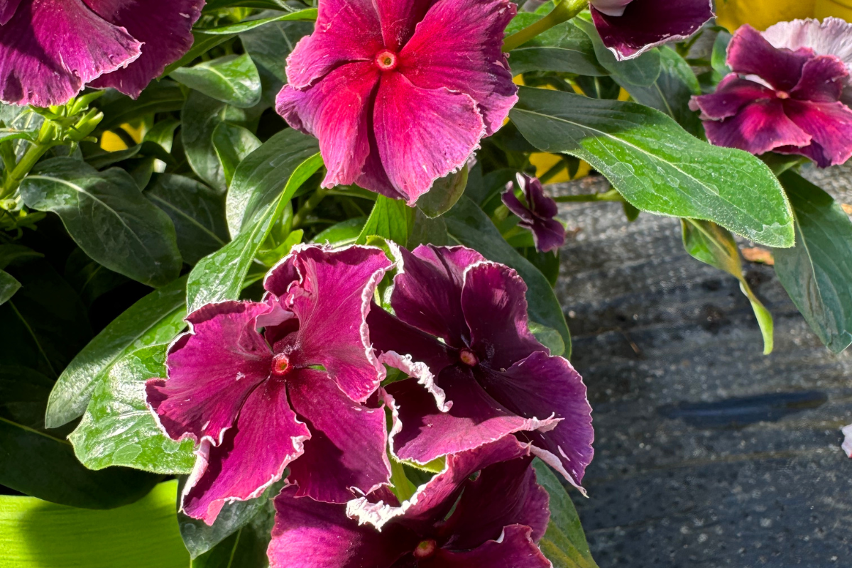 Plants coming soon - Amateur Gardening