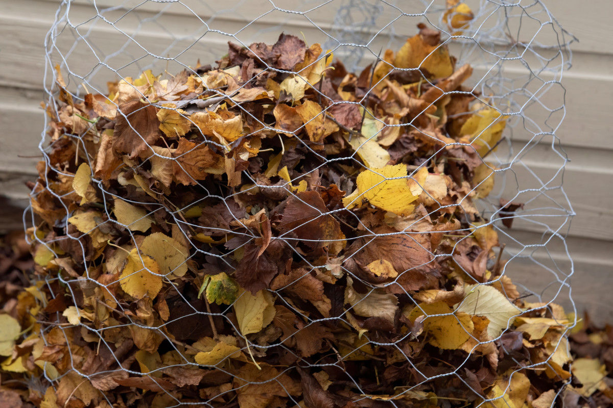 How to make your own leaf mould - Amateur Gardening