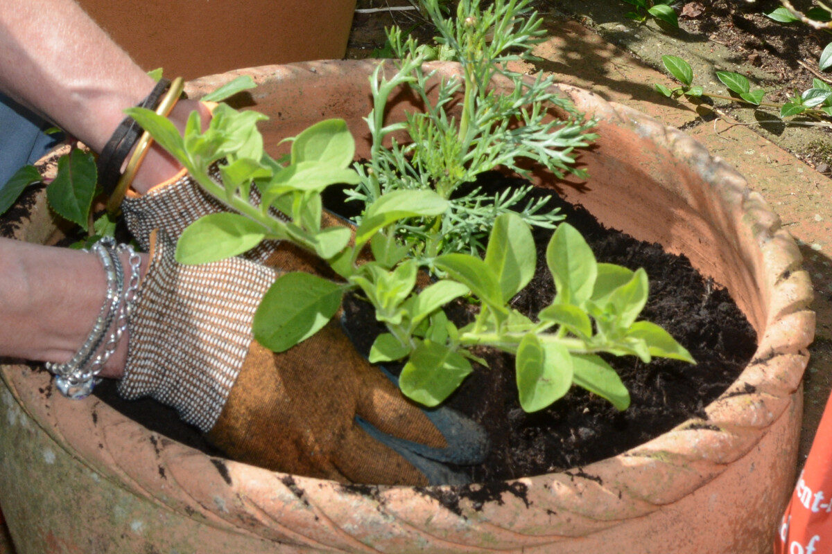 Get your best patio pots this year - Amateur Gardening