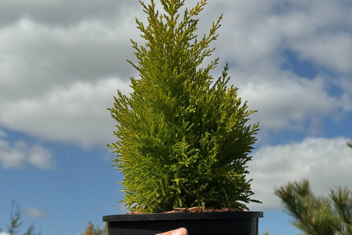Six of the best conifers - Amateur Gardening