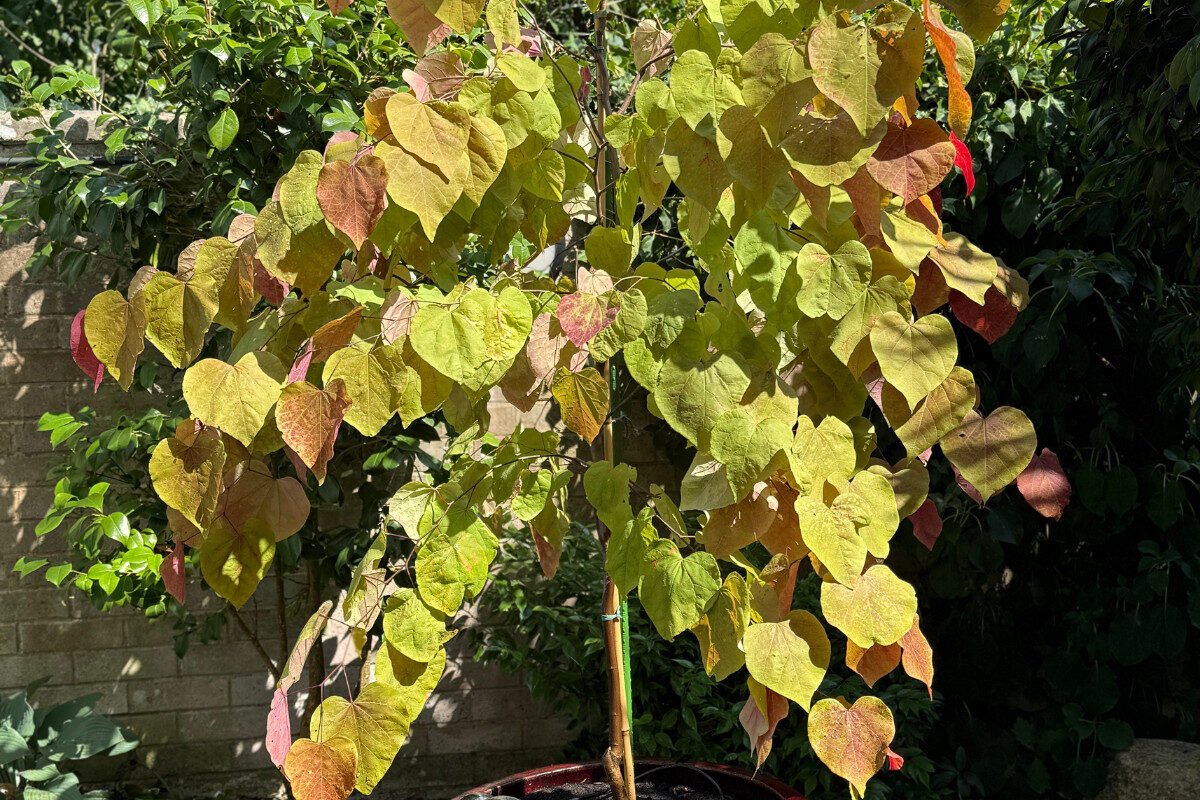 8 terrific trees for tiny spaces - Amateur Gardening
