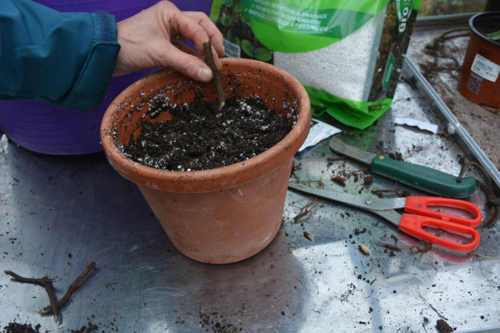Using roots to make plants for free - Amateur Gardening