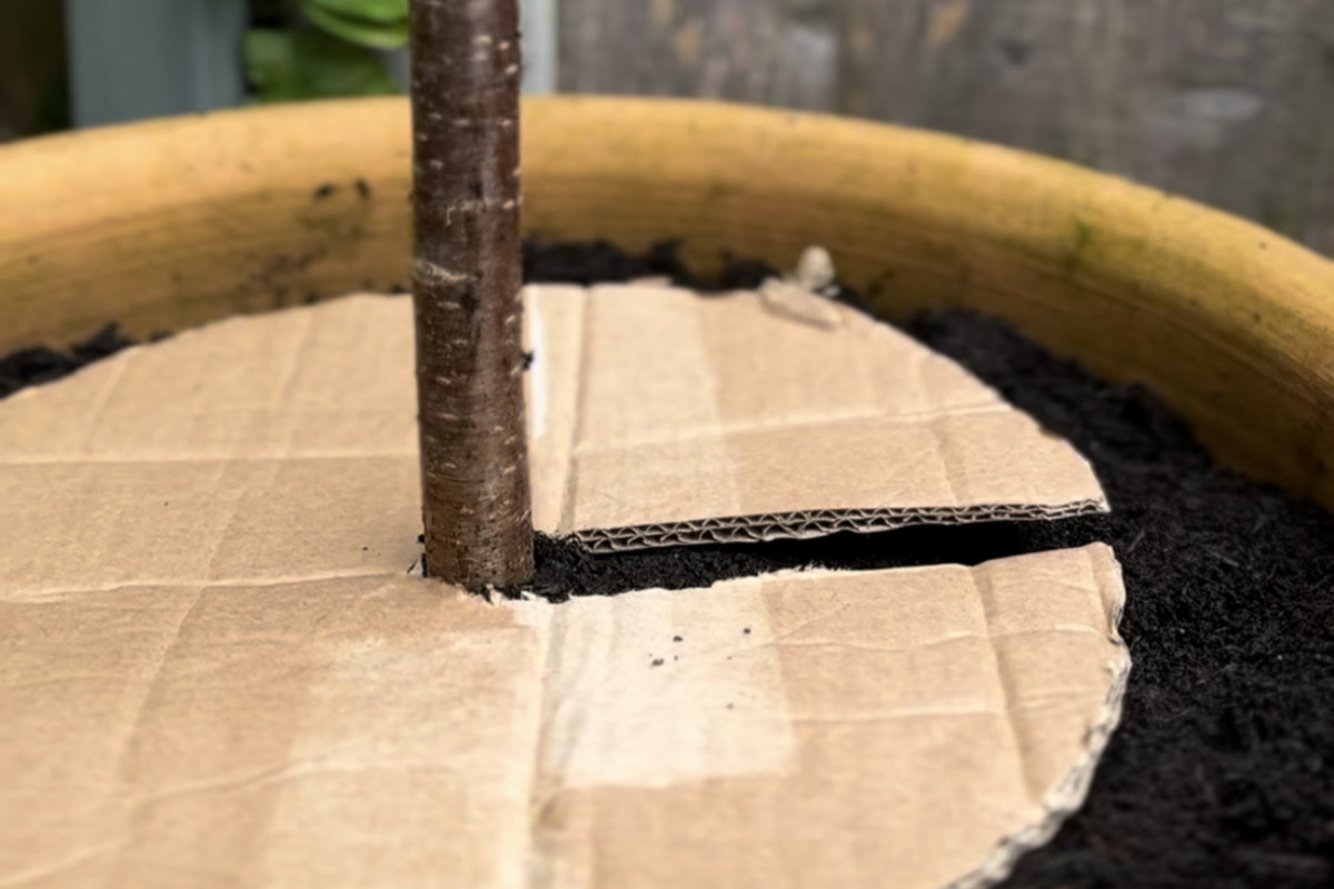 Three ways to reuse festive cardboard in the garden - Amateur Gardening