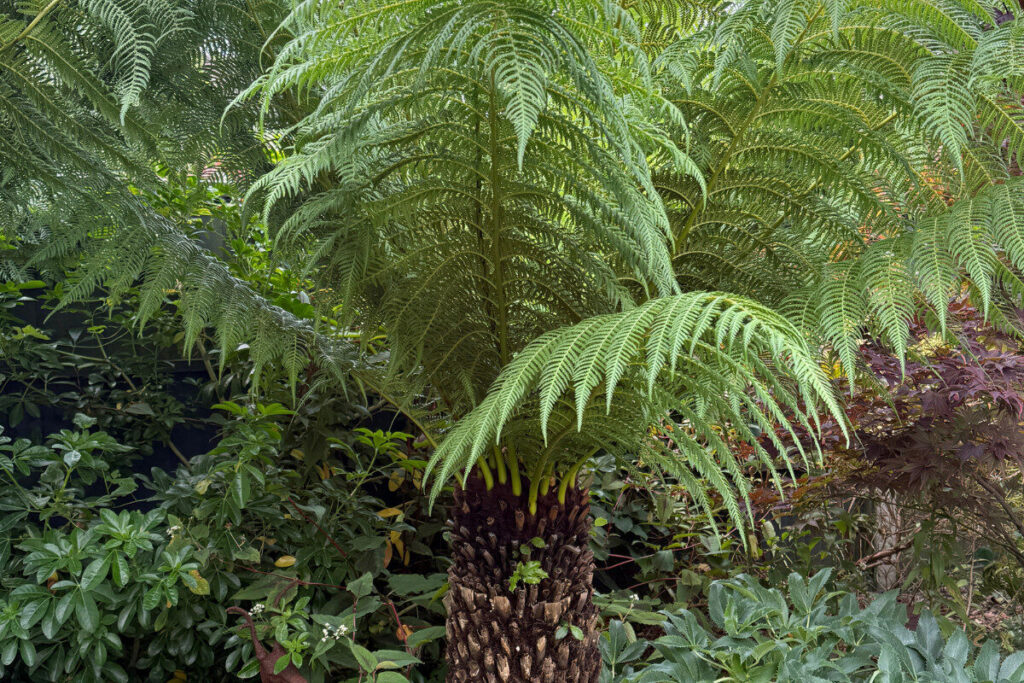 8 terrific trees for tiny spaces - Amateur Gardening