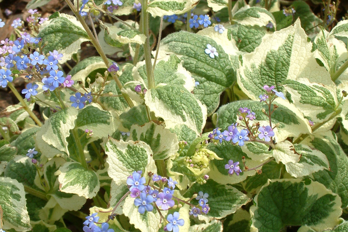 5 of the best brunnera - Amateur Gardening