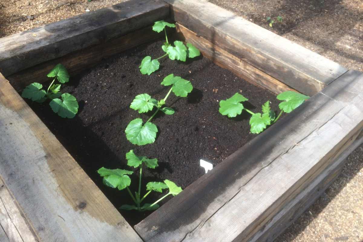How to make your own hot bed - Amateur Gardening