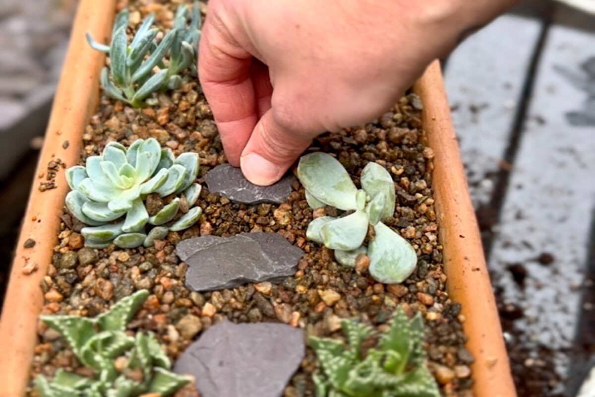 How to build a sensational succulent garden - Amateur Gardening