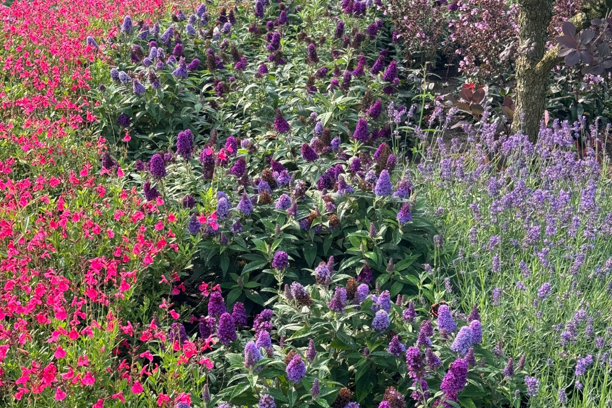 9 of the best ground cover plants - Amateur Gardening