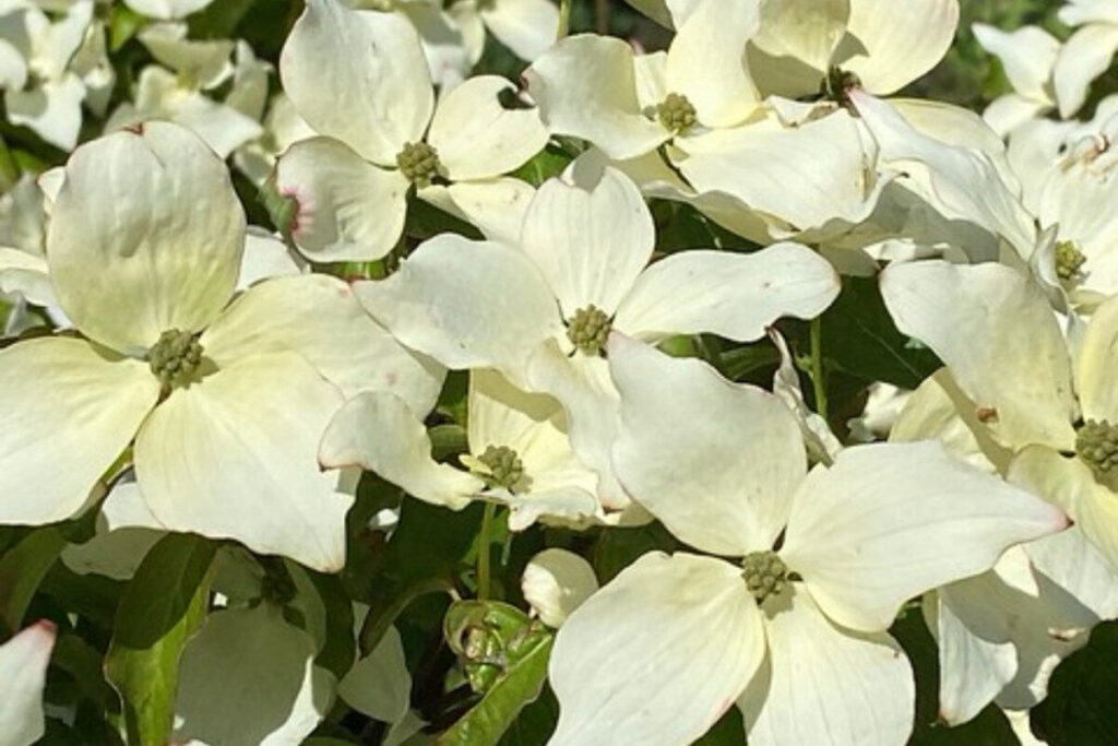 8 terrific trees for tiny spaces - Amateur Gardening