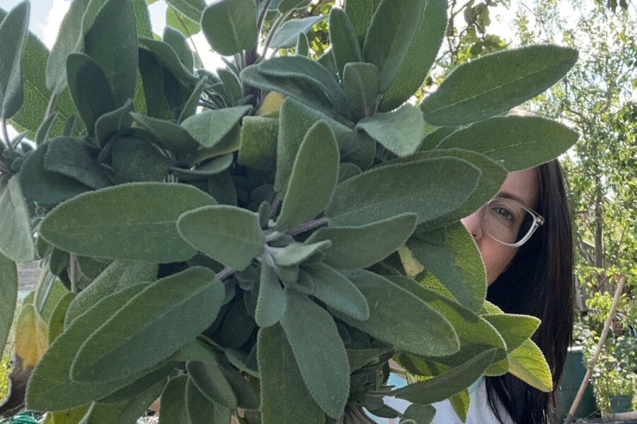 How to grow and use sage - Amateur Gardening