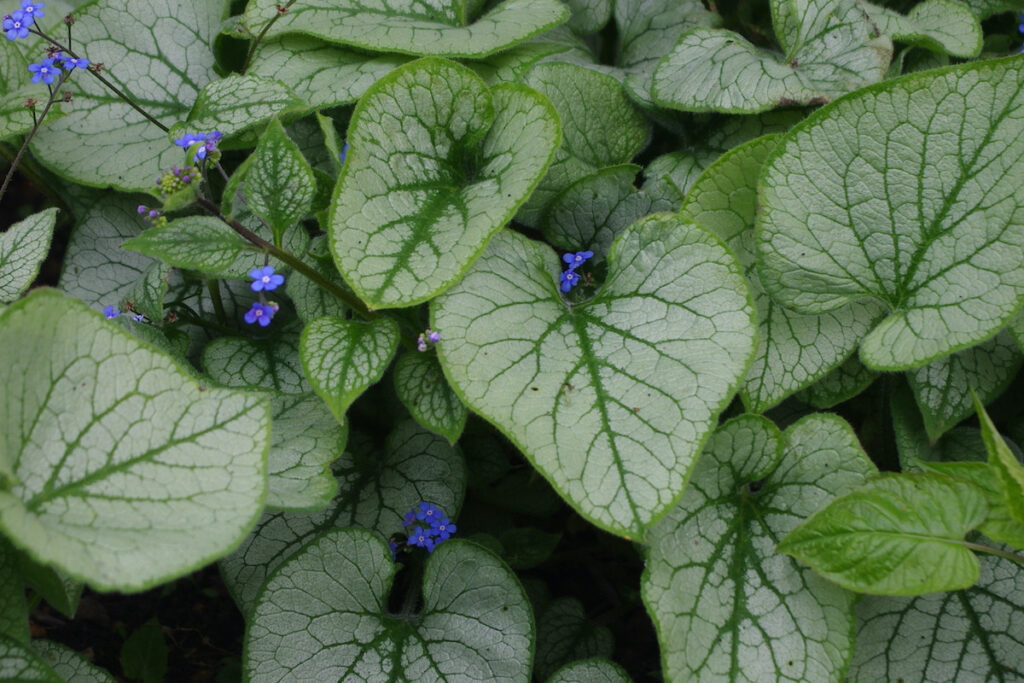 5 of the best brunnera - Amateur Gardening