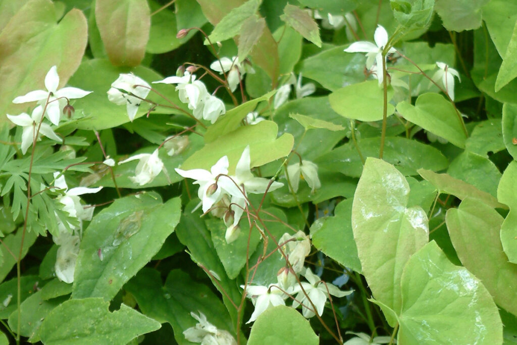 How to grow epimediums - Amateur Gardening