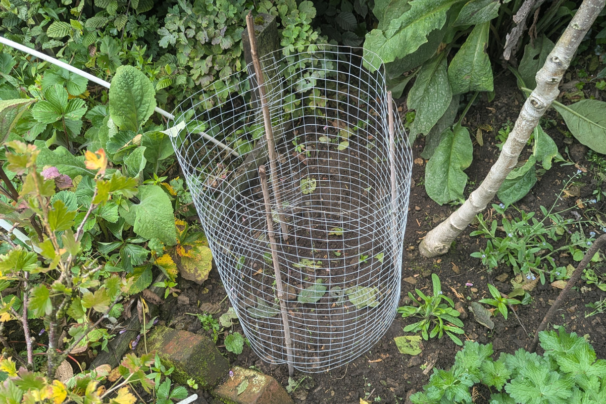 How to make your own leaf mould - Amateur Gardening