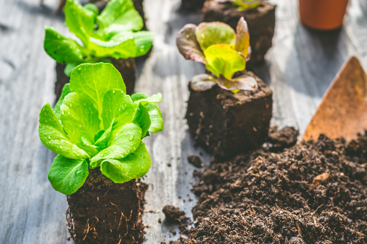 5 ideas for feel-good gardening this November - Amateur Gardening
