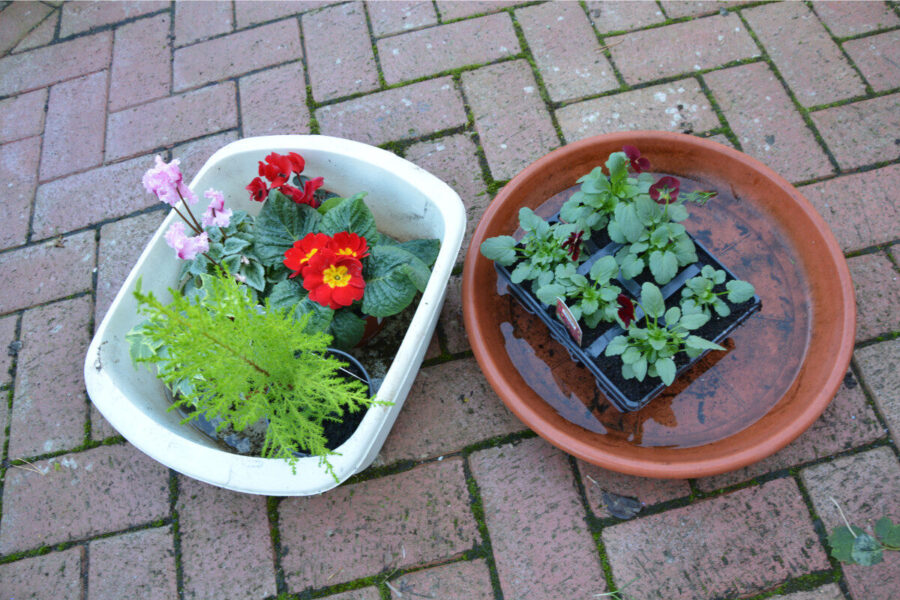 Giving containers a spring boost - Amateur Gardening