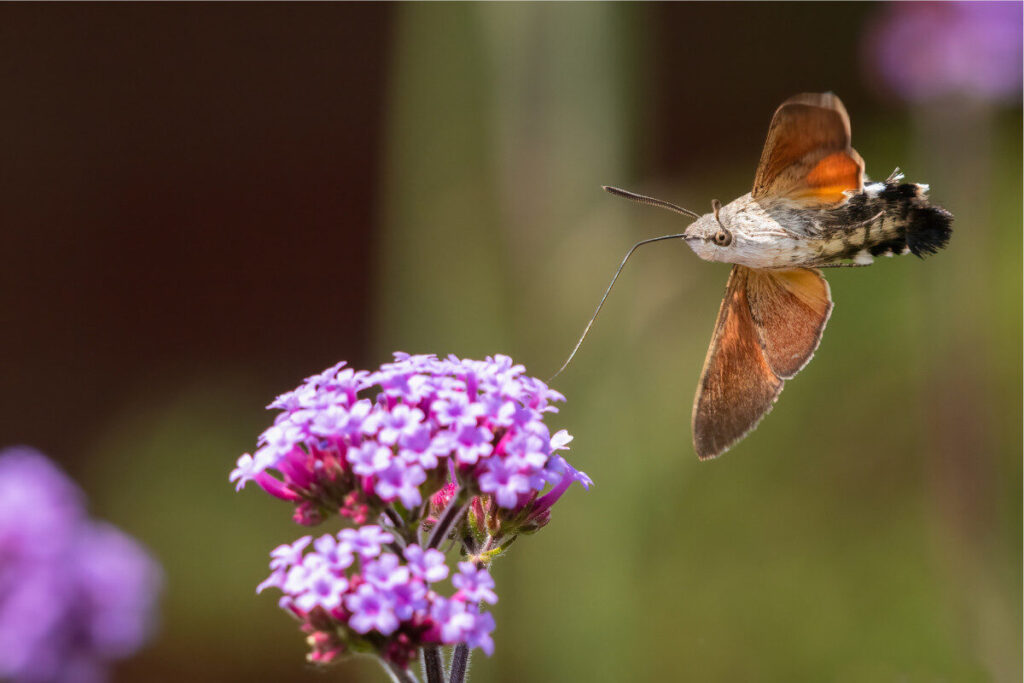 9 of the best nectar-rich plants for bees and butterflies - Amateur ...