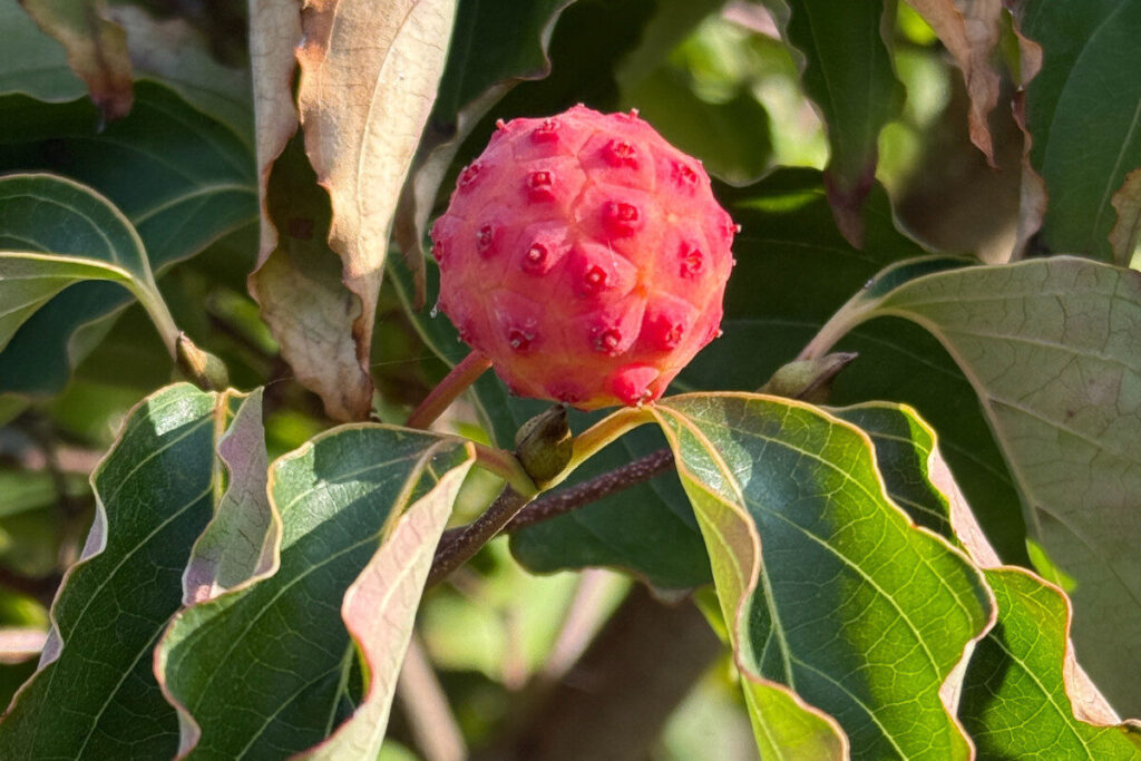 8 terrific trees for tiny spaces - Amateur Gardening
