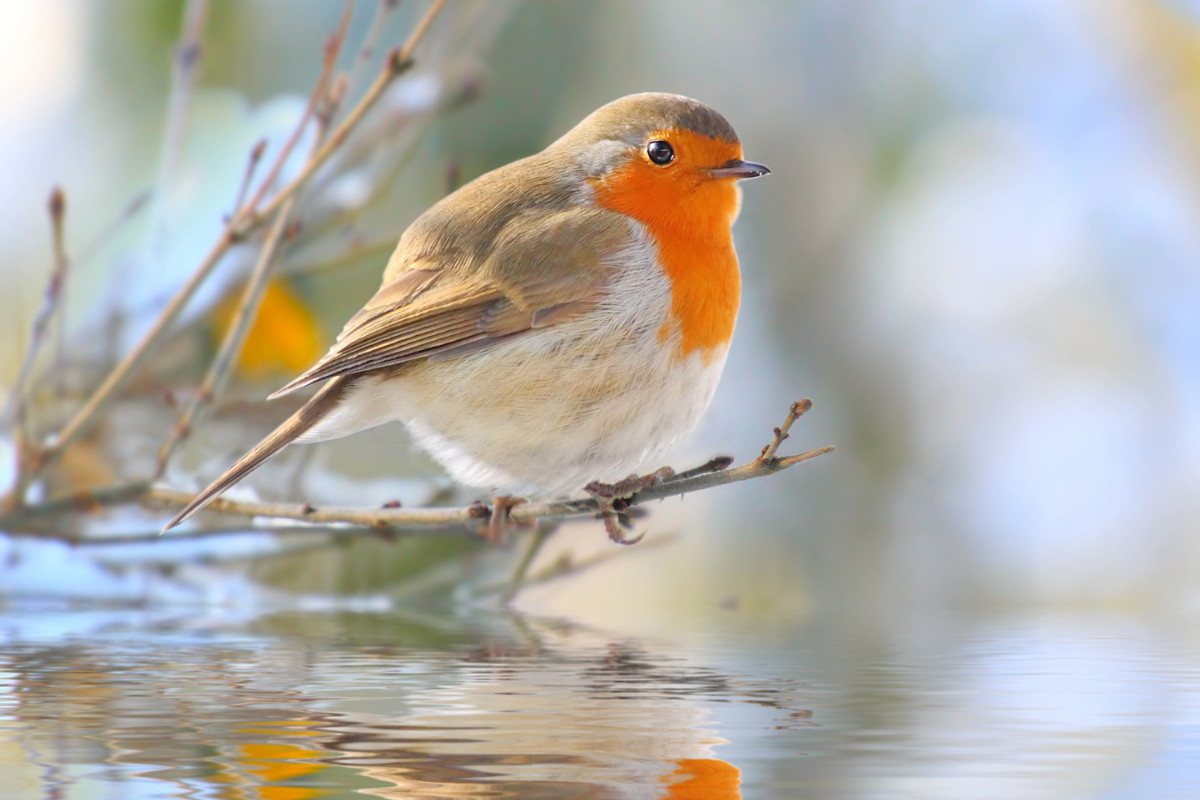 How to help flood proof your garden - Amateur Gardening