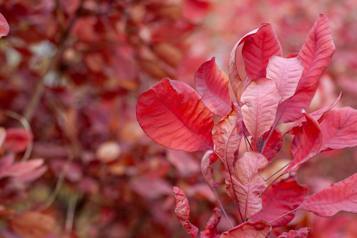 8 terrific trees for tiny spaces - Amateur Gardening
